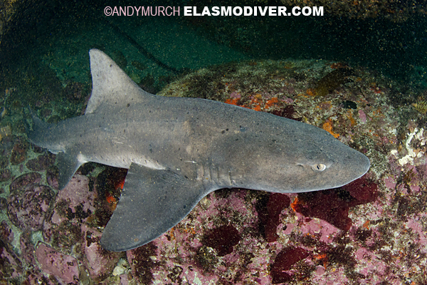 Sharks Of Gansbaai | South Africa