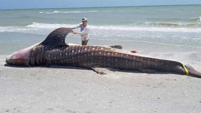 Red Tide | White Shark Projects