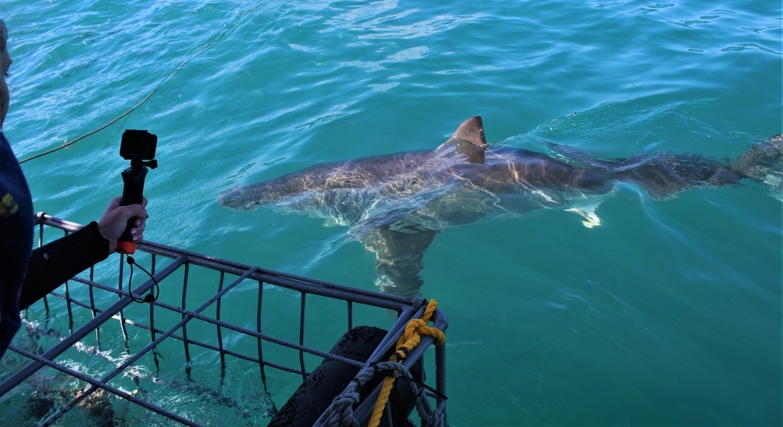 Red Tide | White Shark Projects