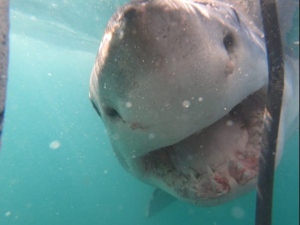 Shark Internal Anatomy - Part 1 | White Shark Projects