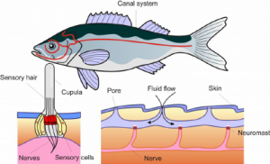 The Lateral Line | White Shark Projects