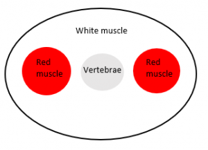 Shark Anatomy – Part 2