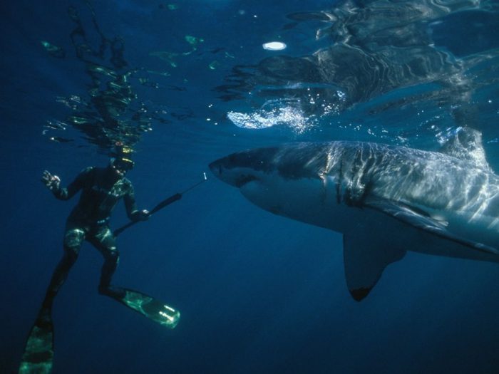 The Shark Man | White Shark Projects