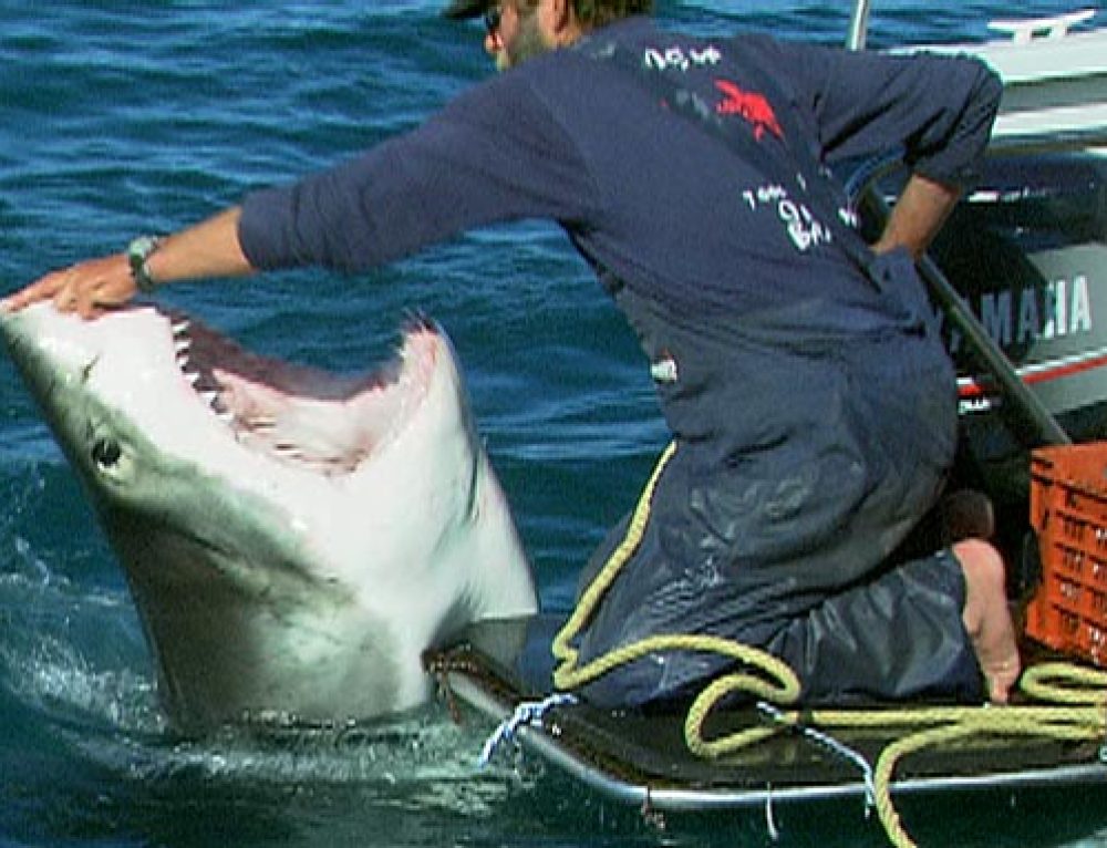 The Importance of Sharks
