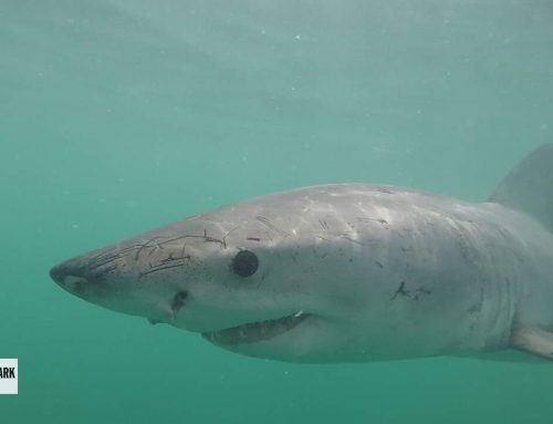 The Lateral Line – White Shark Projects