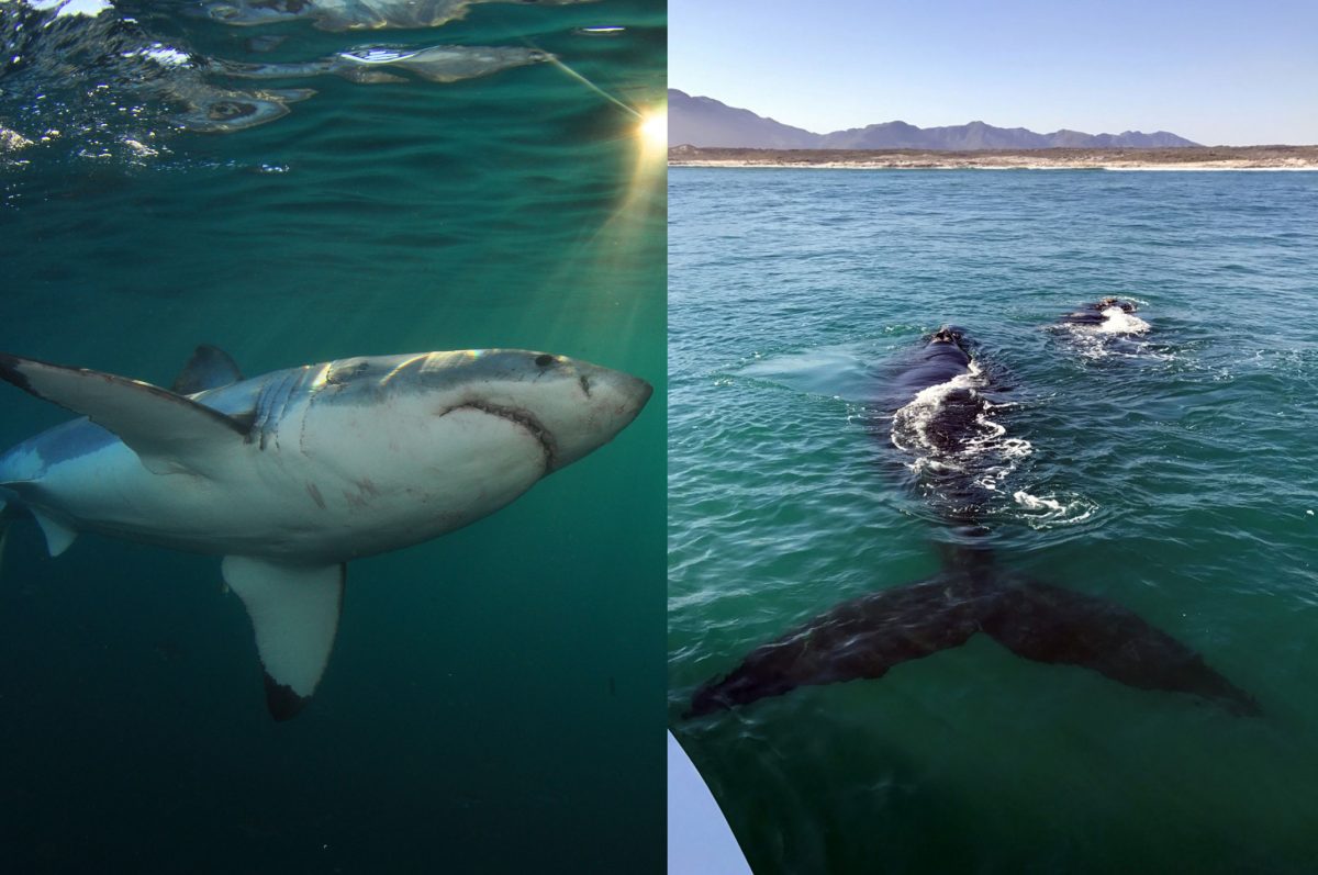 Gansbaai South Africa - About the Area - Shark Cage Diving Mecca!